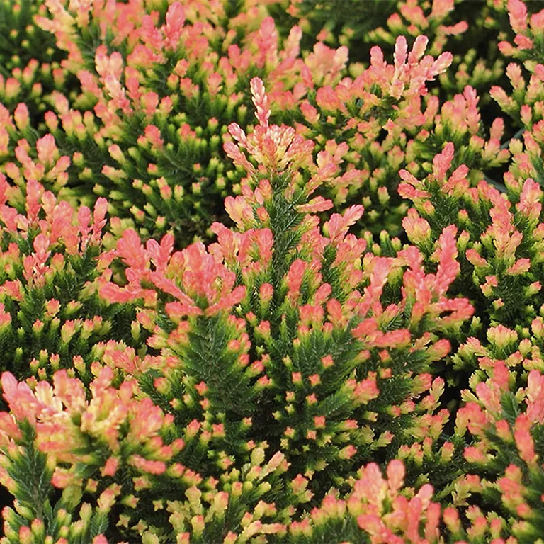 Spring Torch Heather For Sale Online | The Tree Center