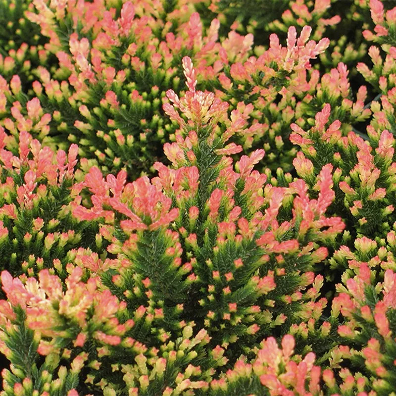 Spring Torch Heather For Sale Online | The Tree Center