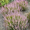Spring Torch Heather For Sale Online | The Tree Center