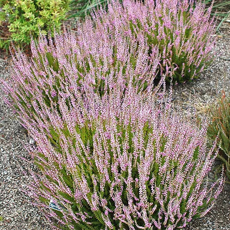 Spring Torch Heather For Sale Online | The Tree Center