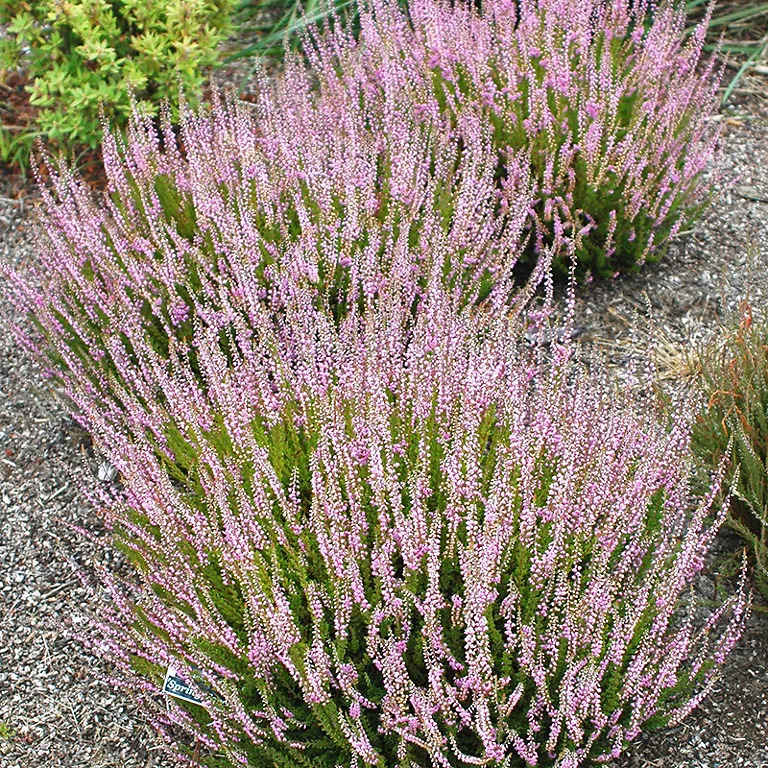 Spring Torch Heather For Sale Online | The Tree Center