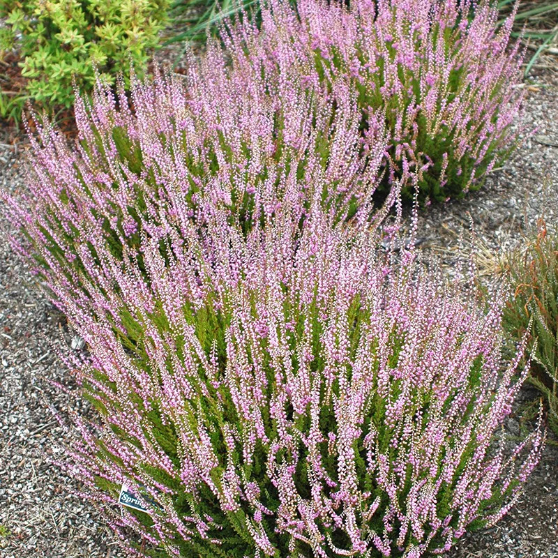Spring Torch Heather For Sale Online | The Tree Center