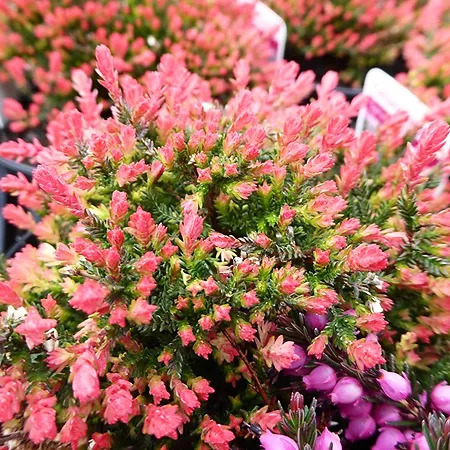 Spring Torch Heather For Sale Online | The Tree Center