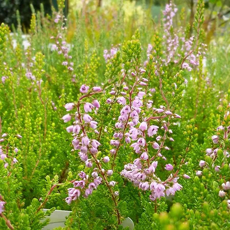 Spring Torch Heather For Sale Online | The Tree Center