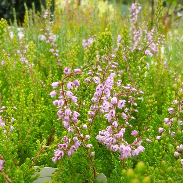 Spring Torch Heather For Sale Online | The Tree Center