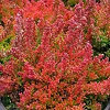Winter Chocolate Heather For Sale Online | The Tree Center