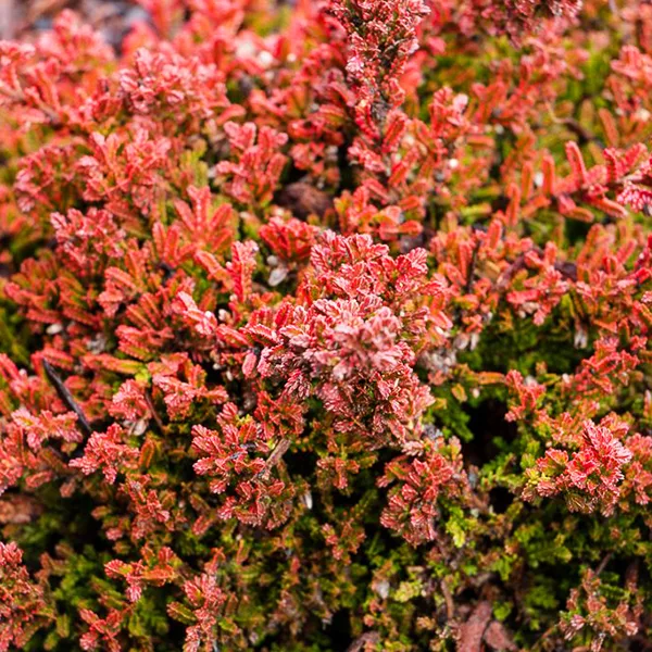 Winter Chocolate Heather For Sale Online | The Tree Center