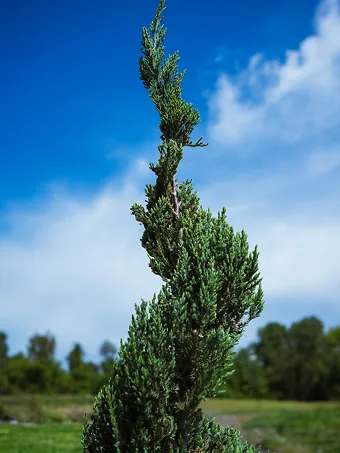 Spiral Blue Point Juniper Trees For Sale | The Tree Center