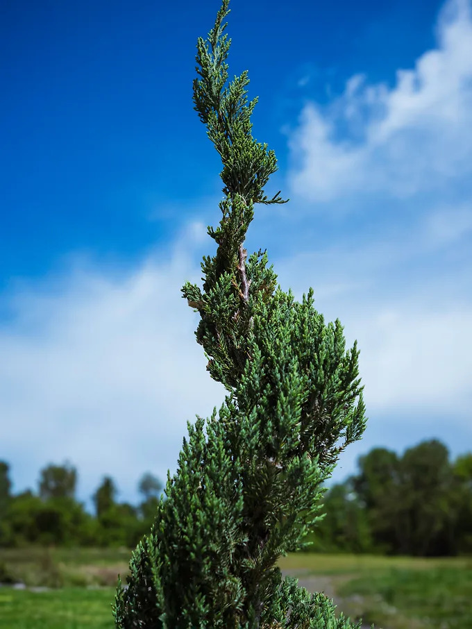 Juniper Trees For Sale Online | The Tree Center