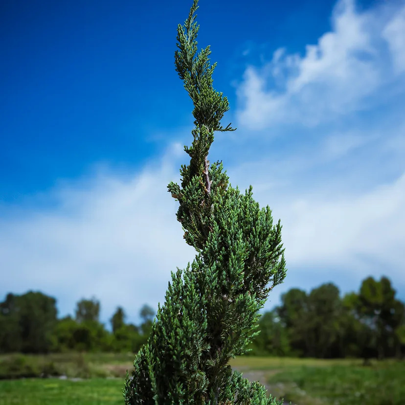Spiral Blue Point Juniper Trees For Sale | The Tree Center