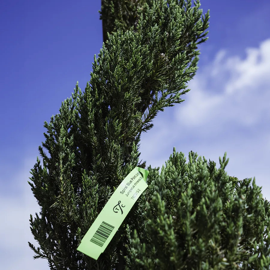 Spiral Blue Point Juniper Trees For Sale | The Tree Center