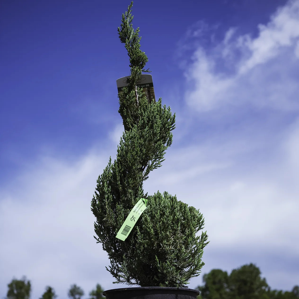 Spiral Blue Point Juniper Trees For Sale | The Tree Center