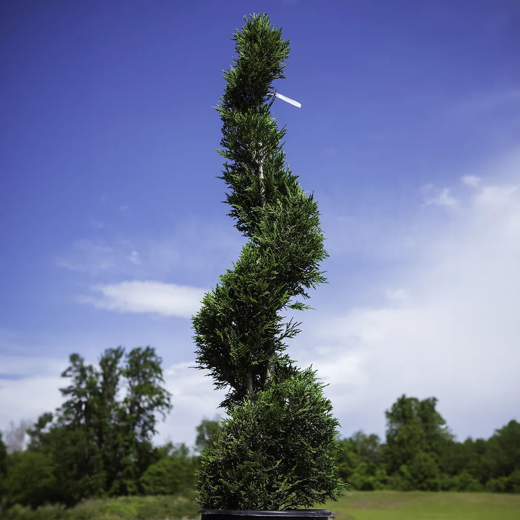 Spiral Leyland Cypress For Sale Online | The Tree Center