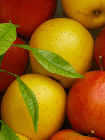 Apple Trees For Sale Online | The Tree Center