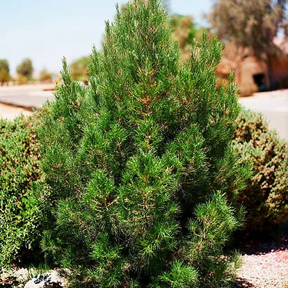 Afghan Eldarica Pine For Sale | The Tree Center