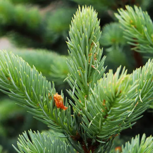 Afghan Eldarica Pine For Sale | The Tree Center