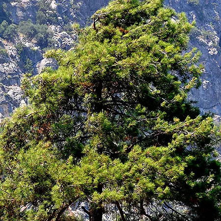 Afghan Eldarica Pine For Sale | The Tree Center
