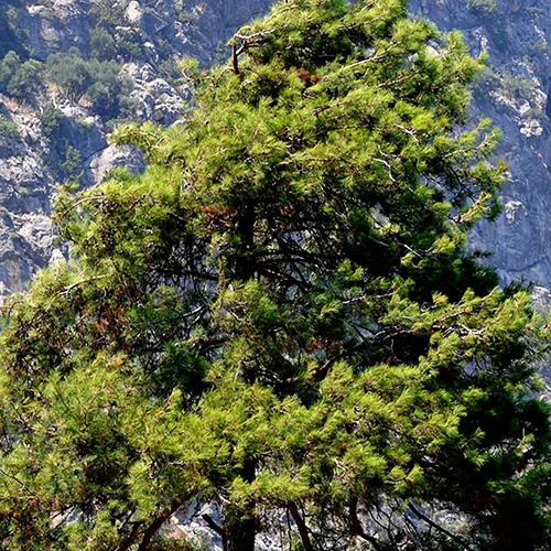 Afghan Eldarica Pine For Sale | The Tree Center
