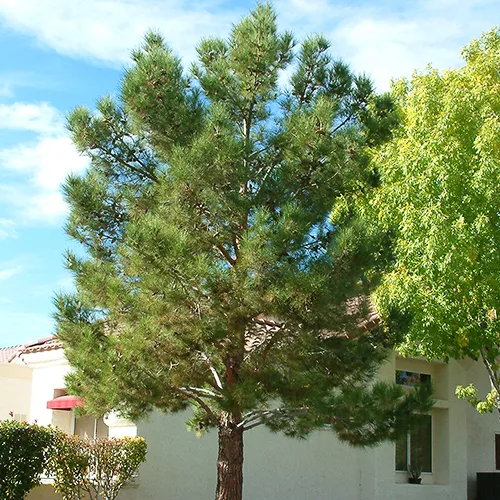 Afghan Eldarica Pine For Sale | The Tree Center