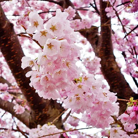 Akebono Cherry Tree For Sale | The Tree Center