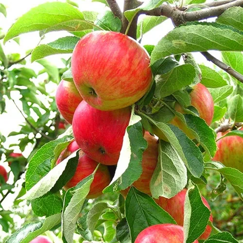 5-in-1 Apple Cocktail Tree For Sale Online | The Tree Center