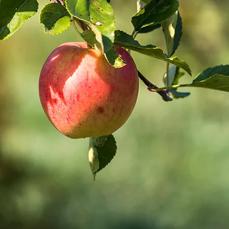 5-in-1 Apple Cocktail Tree For Sale Online | The Tree Center