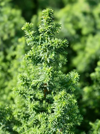 Cypress Trees For Sale Online | The Tree Center