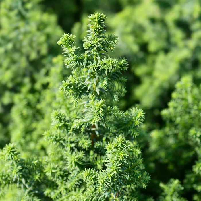 Atlantic White Cypress For Sale Online | The Tree Center