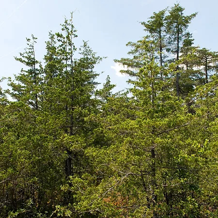 Atlantic White Cypress For Sale Online | The Tree Center