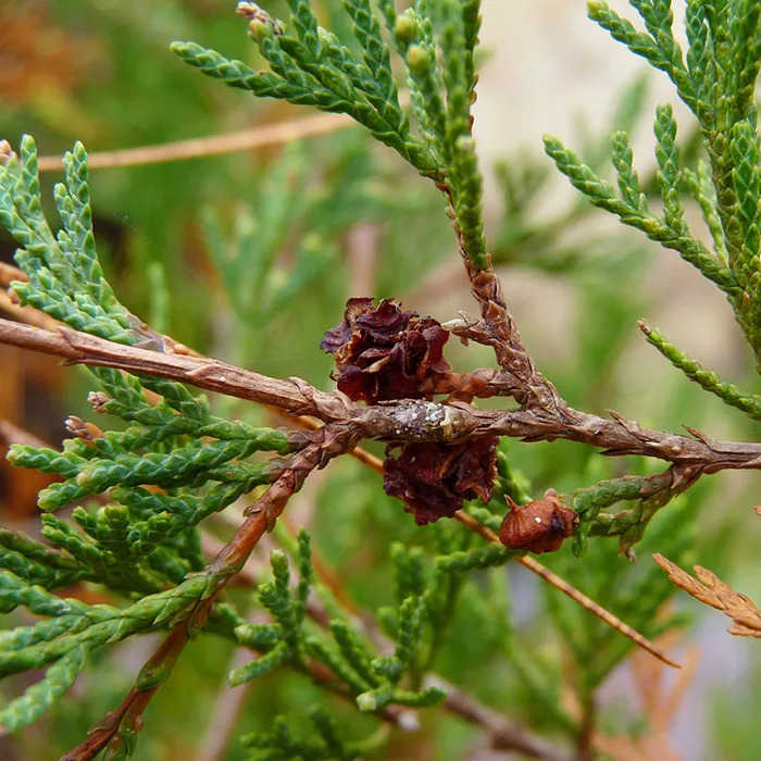 Atlantic White Cypress For Sale Online | The Tree Center