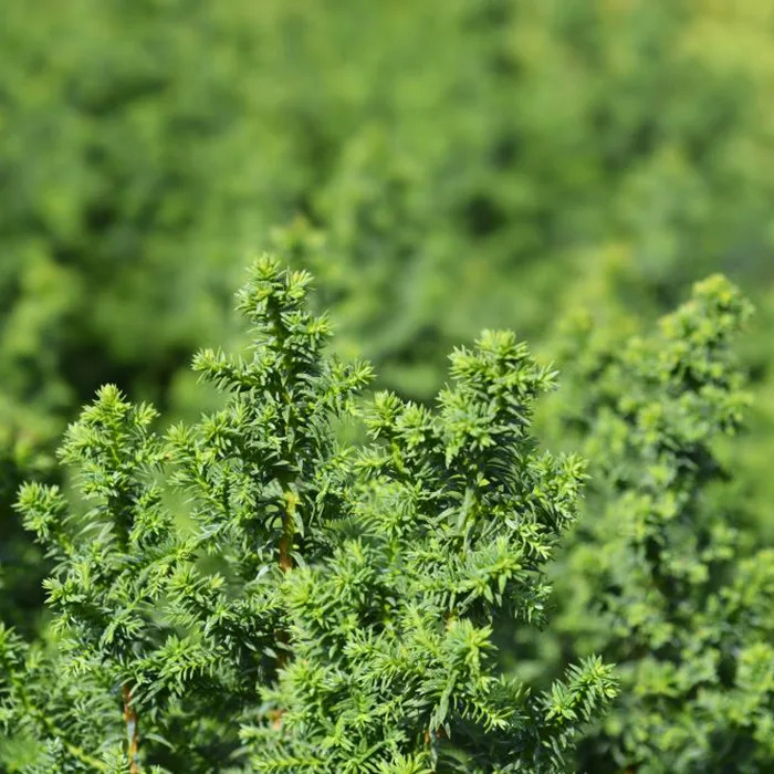 Atlantic White Cypress For Sale Online | The Tree Center