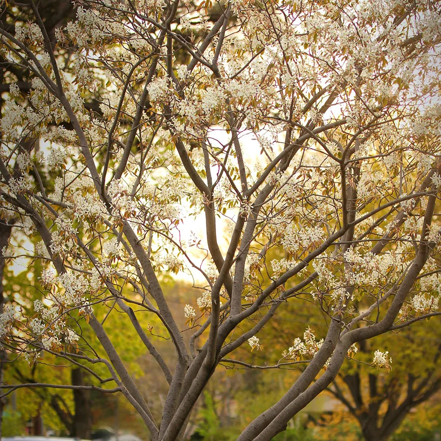 Autumn Brilliance Serviceberry For Sale Online | The Tree Center