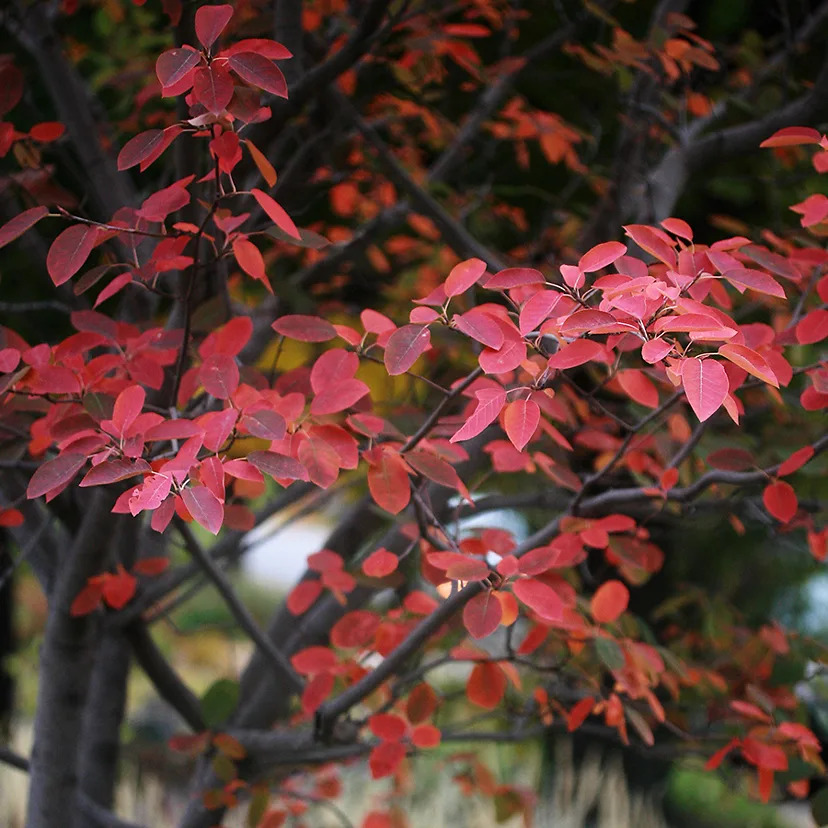 Autumn Brilliance Serviceberry For Sale Online | The Tree Center