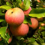 Aztec Fuji Apple Trees For Sale | The Tree Center