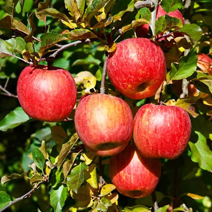 Aztec Fuji Apple Trees For Sale | The Tree Center