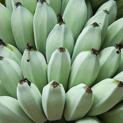 Blue Java Banana For Sale Online | The Tree Center