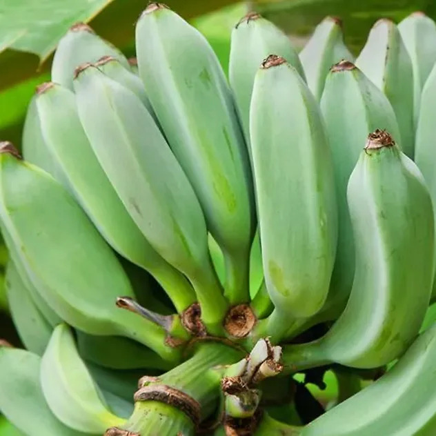 Blue Java Banana For Sale Online | The Tree Center