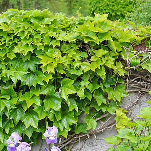 Boston Ivy For Sale Online | The Tree Center