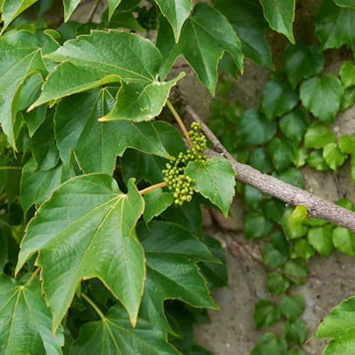 Boston Ivy For Sale Online | The Tree Center