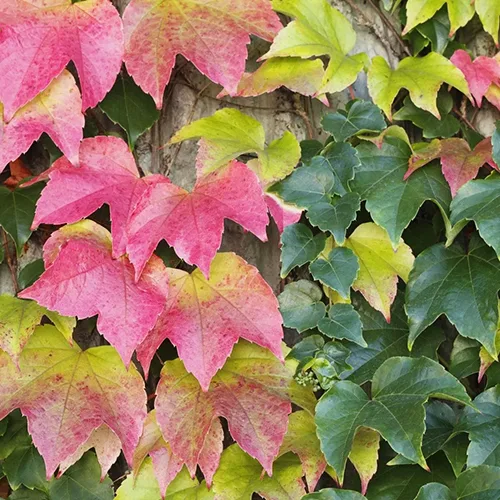 Boston Ivy For Sale Online | The Tree Center