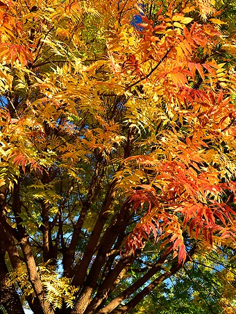 Chinese Chestnut Trees For Sale Online | The Tree Center