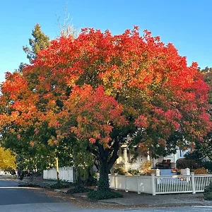 Chinese Pistache Trees For Sale Online | The Tree Center