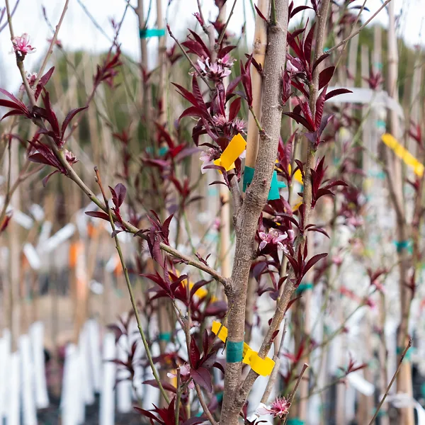 Corinthian Pink Flowering Peach Tree For Sale Online | The Tree Center