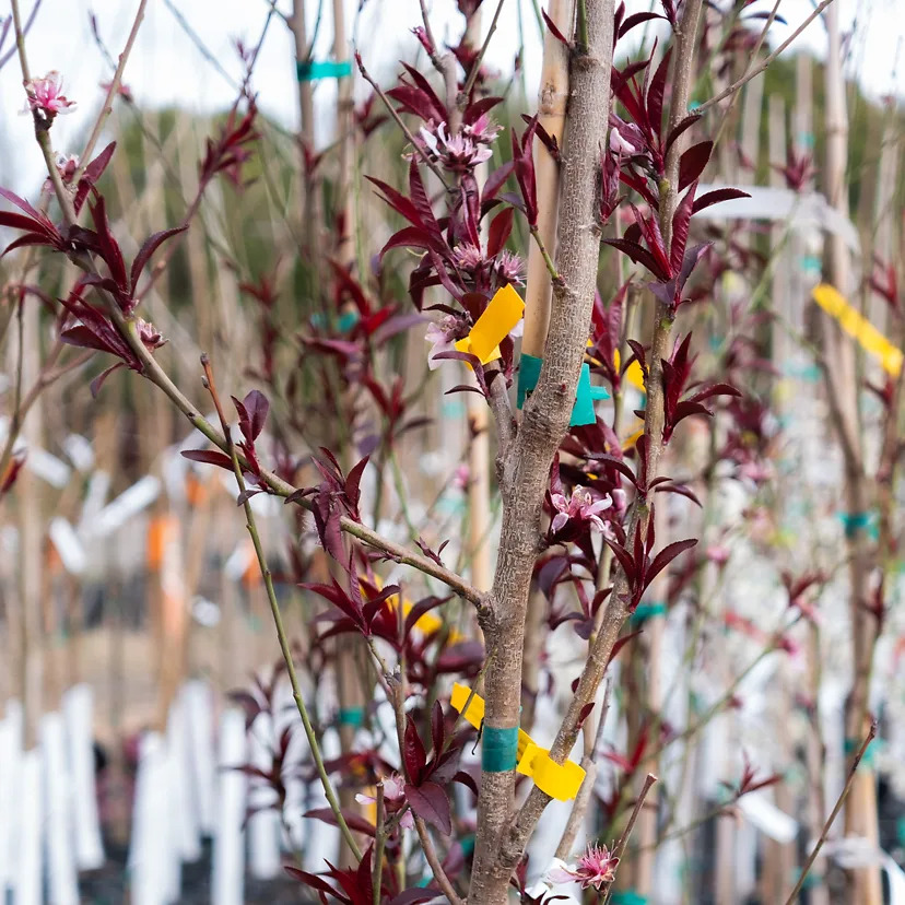 Corinthian Pink Flowering Peach Tree For Sale Online | The Tree Center