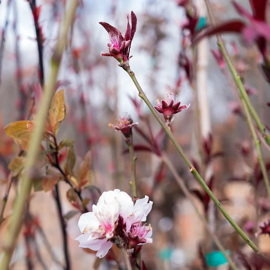 Corinthian Pink Flowering Peach Tree For Sale Online | The Tree Center