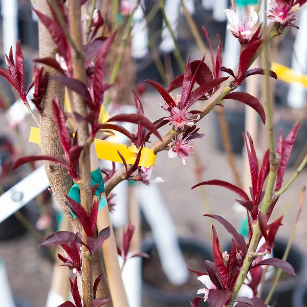 Corinthian Pink Flowering Peach Tree For Sale Online | The Tree Center