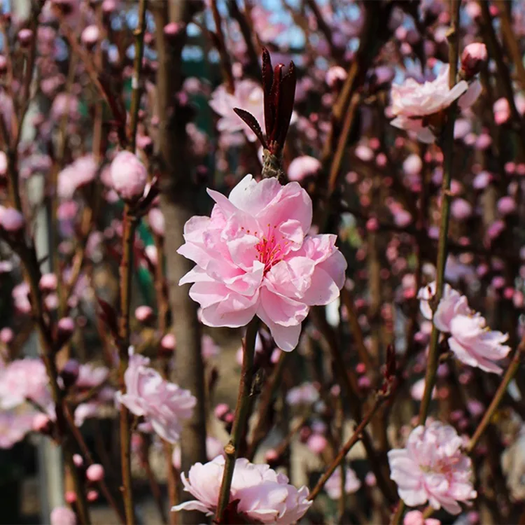 Corinthian Pink Flowering Peach Tree For Sale Online | The Tree Center