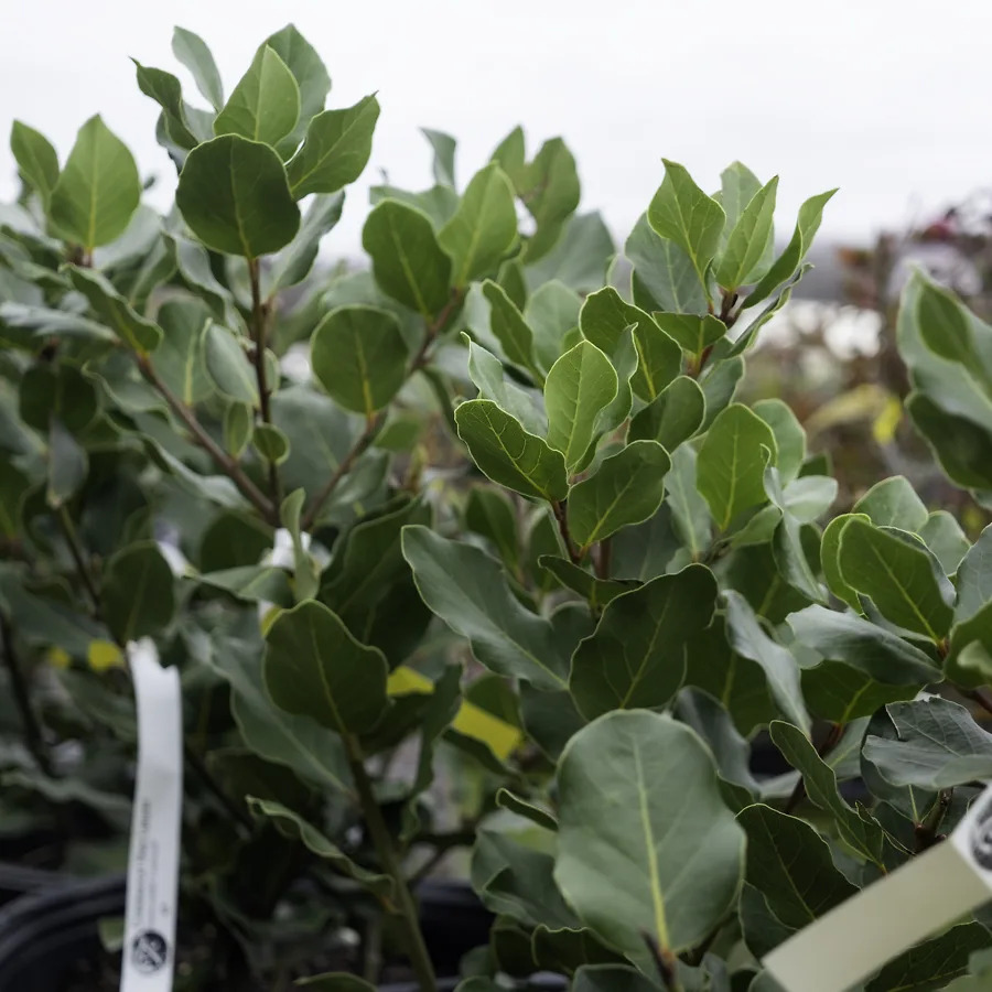 Crestwood Bay Laurel Trees For Sale | The Tree Center