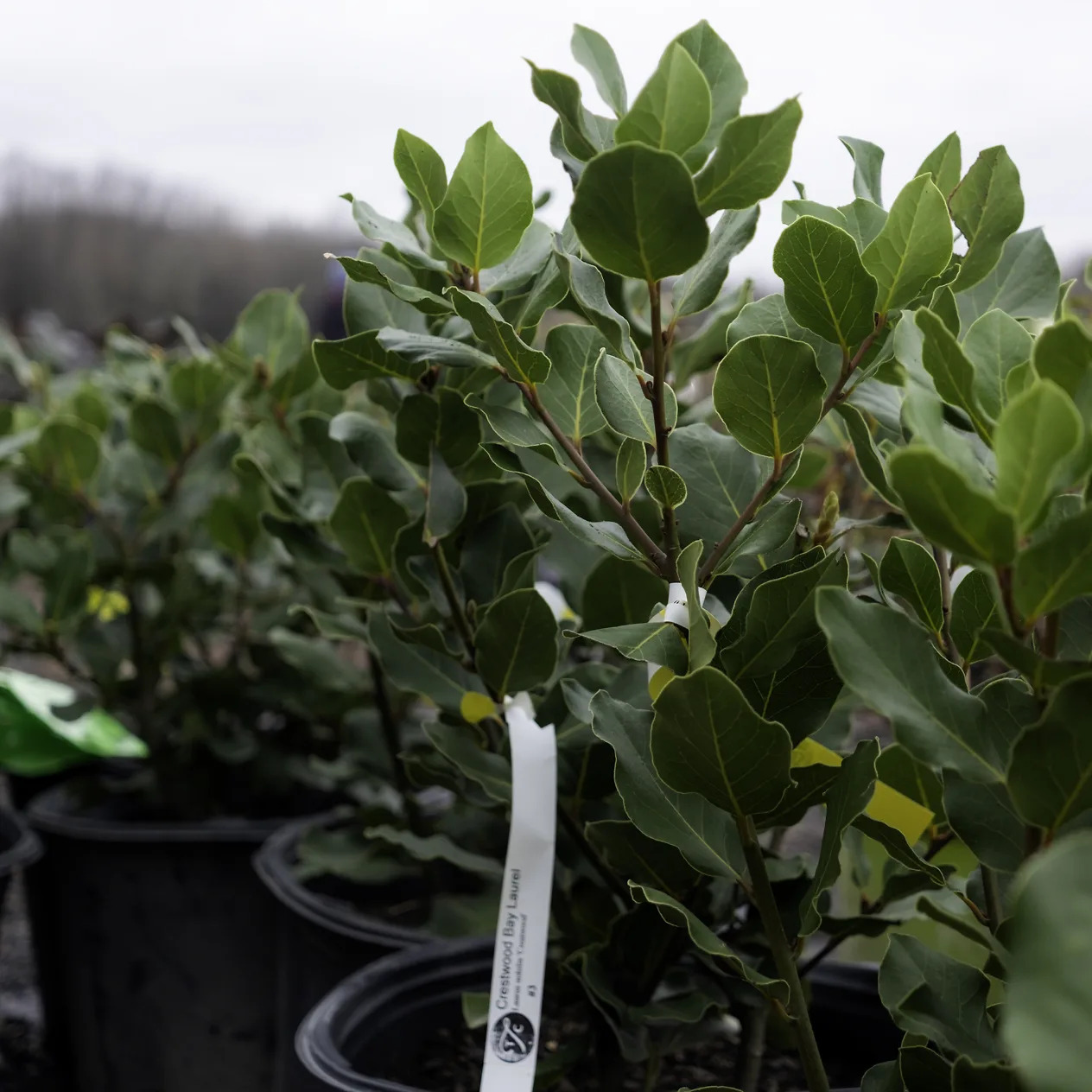 Crestwood Bay Laurel Trees For Sale | The Tree Center