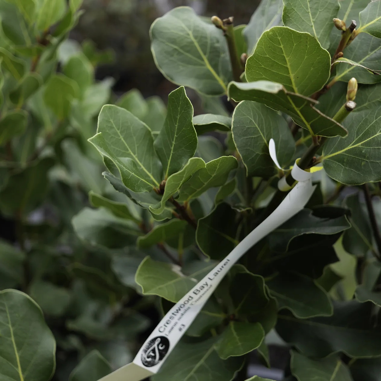 Crestwood Bay Laurel Trees For Sale | The Tree Center